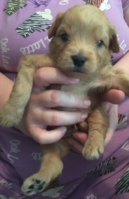Danmar Labradoodles: Labradoodle Puppies for Sale by Breeder in SC